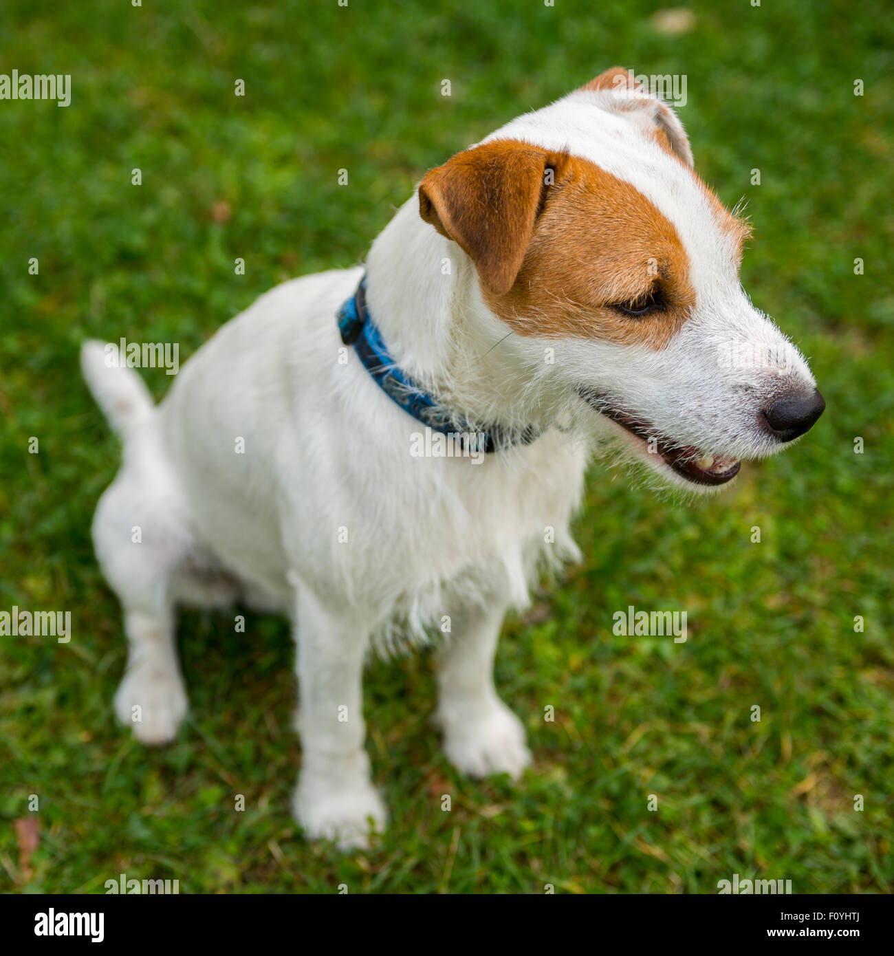 Jack Parson Russell Terrier puppy dog pet, tan rough coated, outdoors ...