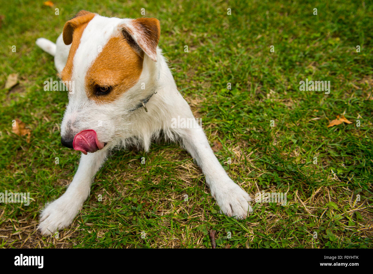 Jack Parson Russell Terrier puppy dog pet, tan rough coated, outdoors ...