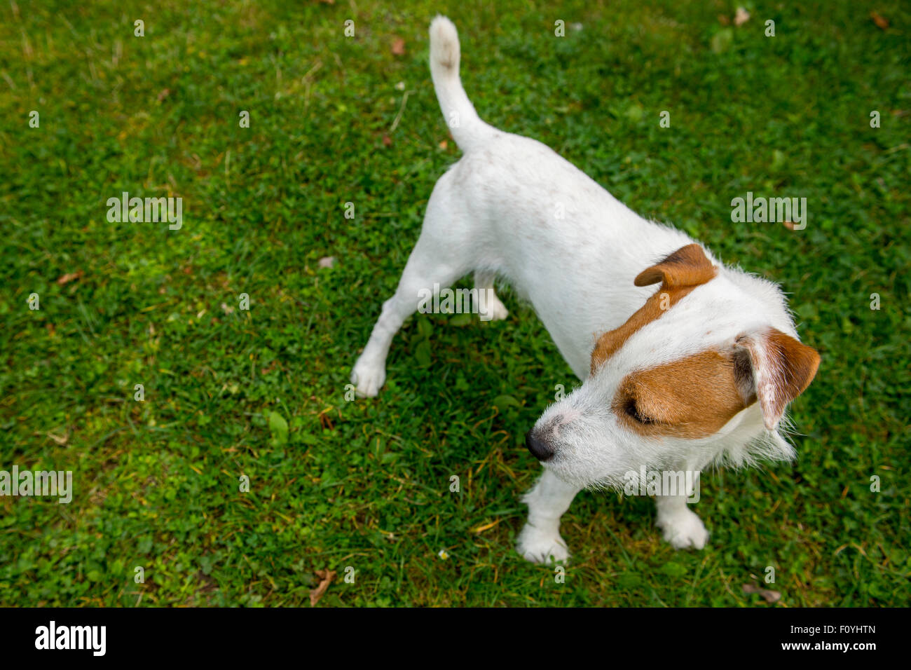Jack Parson Russell Terrier puppy dog pet, tan rough coated, outdoors ...