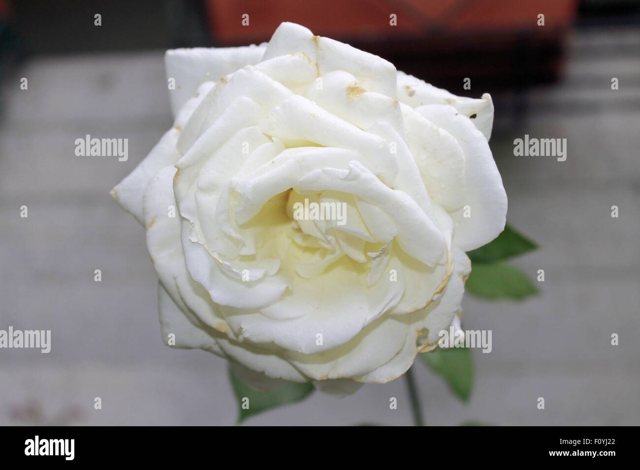 Beautiful white rose Stock Photo - Alamy
