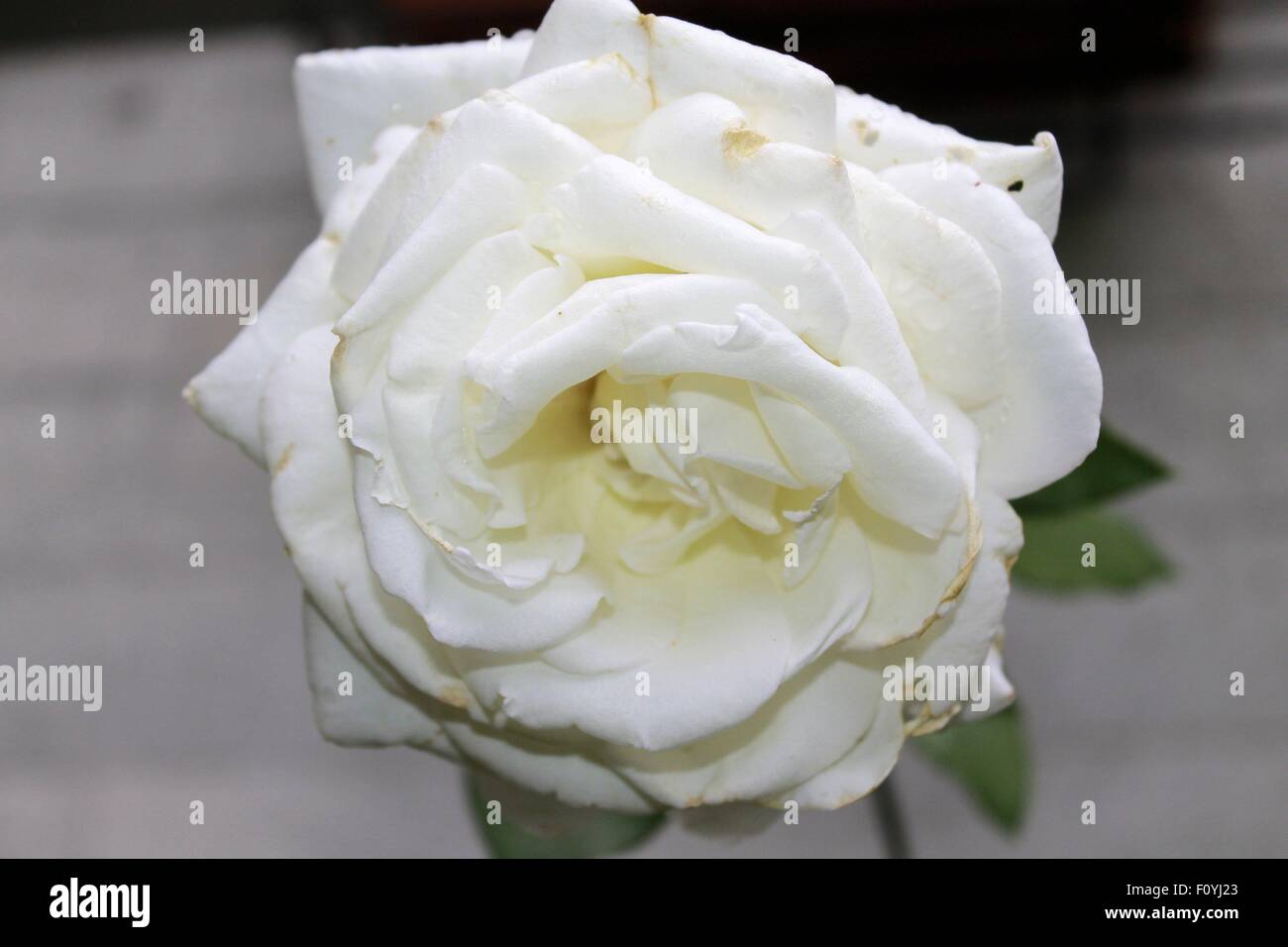White rose and green petals hi-res stock photography and images - Alamy