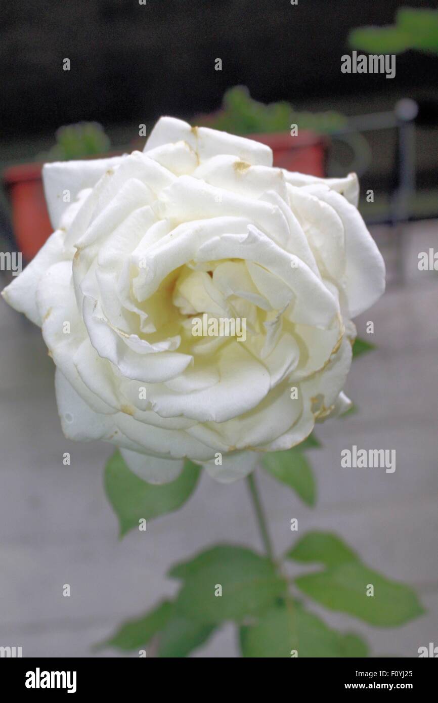 Beautiful white rose Stock Photo - Alamy