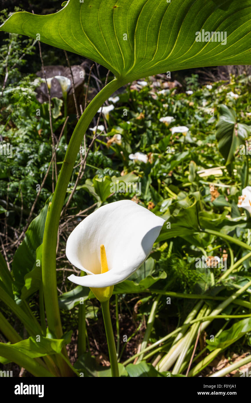 close up of a pretty bloom of a calla lily under bright sun Stock Photo ...
