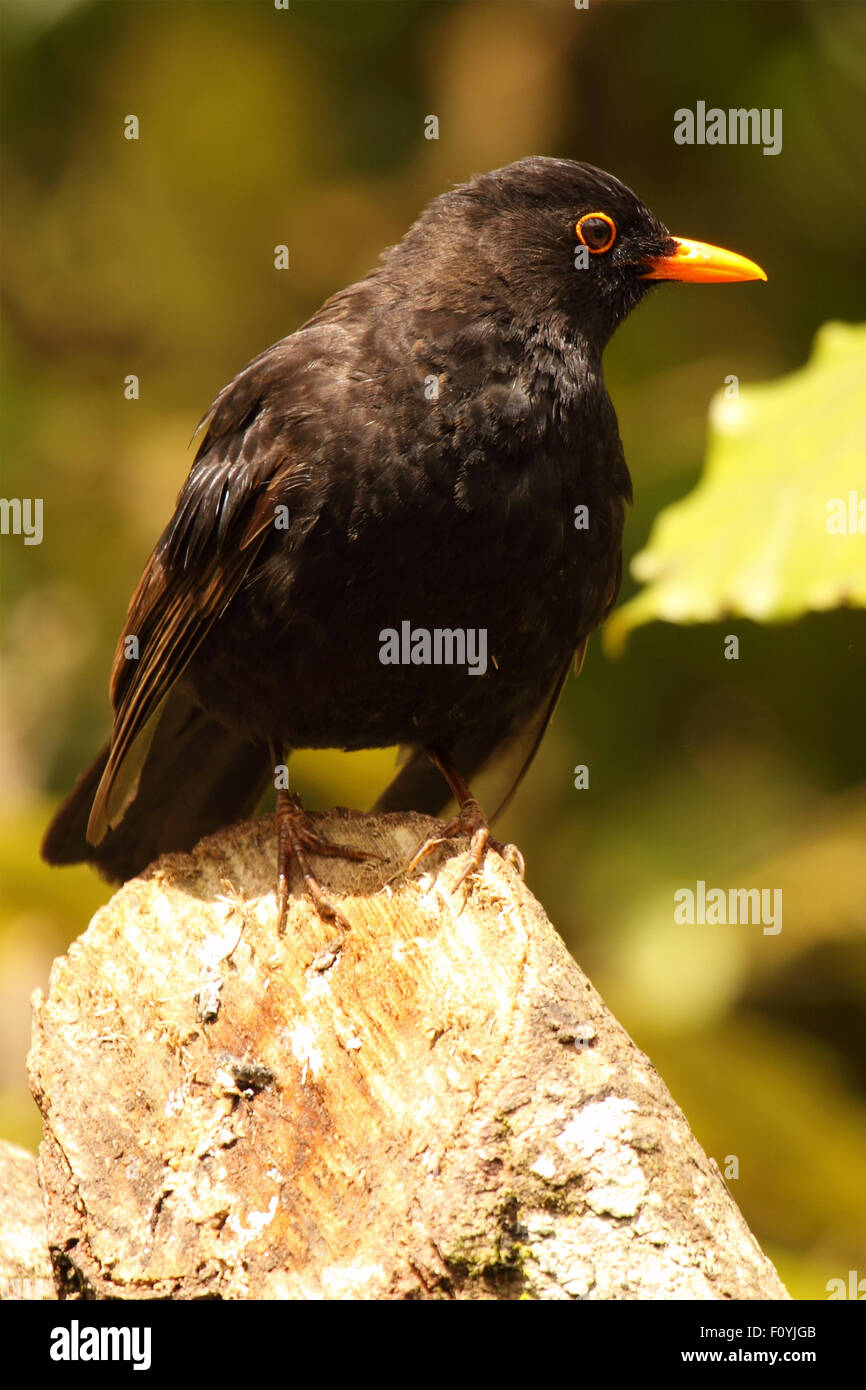 A male European Blackbird perched Stock Photo - Alamy