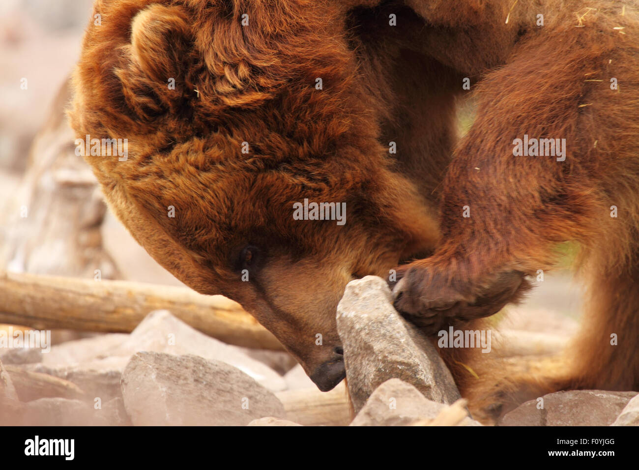 A Grizzly Bear digging under a rock Stock Photo - Alamy
