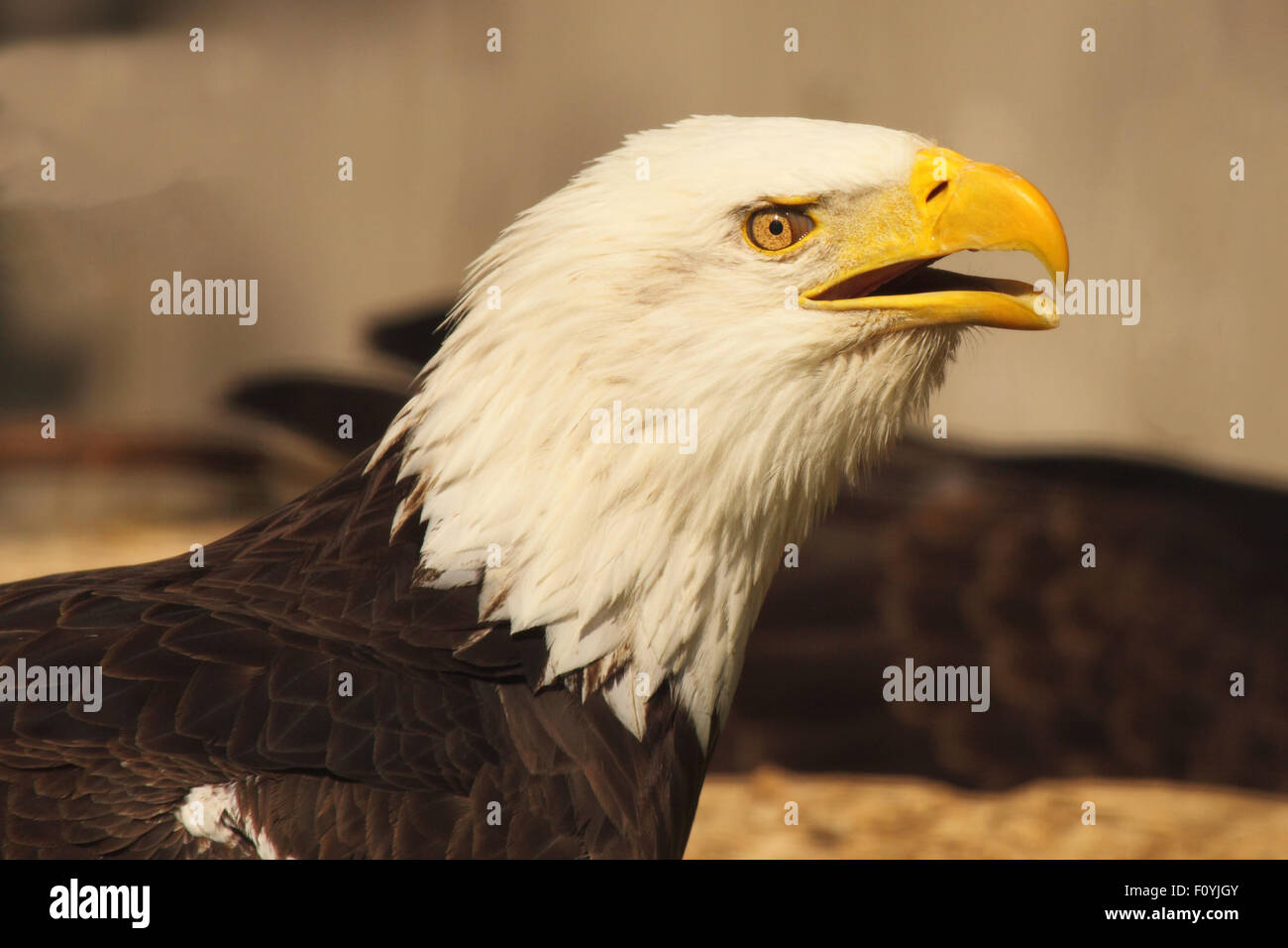 A Bald Eagle calling Stock Photo - Alamy