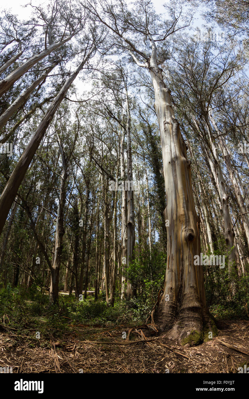 wide angle view of a grove of tall coastal madrone trees Stock Photo ...