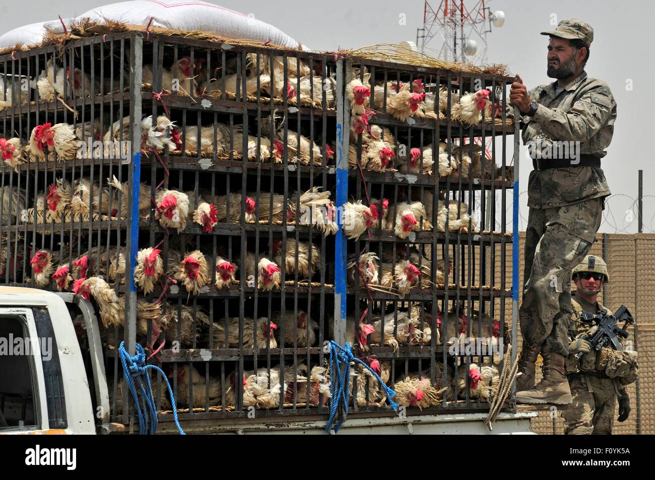 Truck carrying chickens hi-res stock photography and images - Alamy