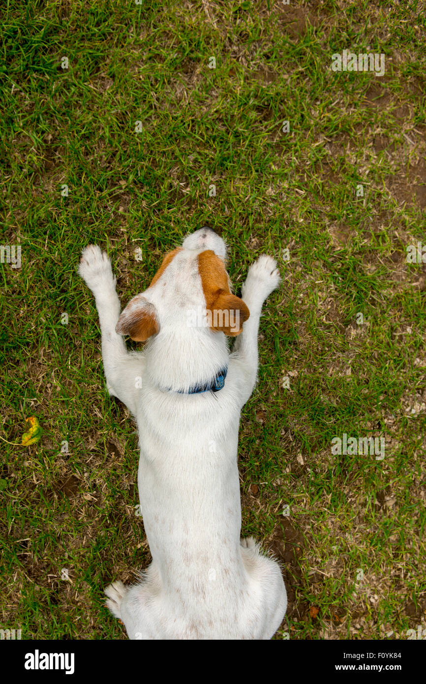 Jack Parson Russell Terrier puppy dog pet, tan rough coated, outdoors ...