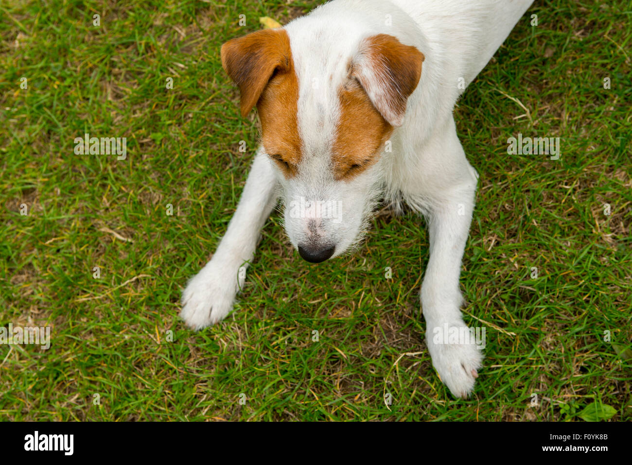 Jack Parson Russell Terrier puppy dog pet, tan rough coated, outdoors ...
