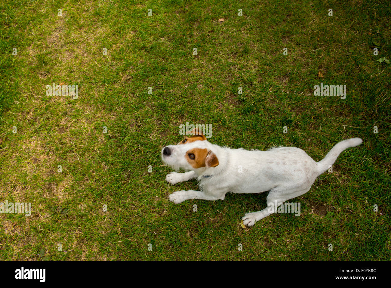 Jack Parson Russell Terrier puppy dog pet, tan rough coated, outdoors ...