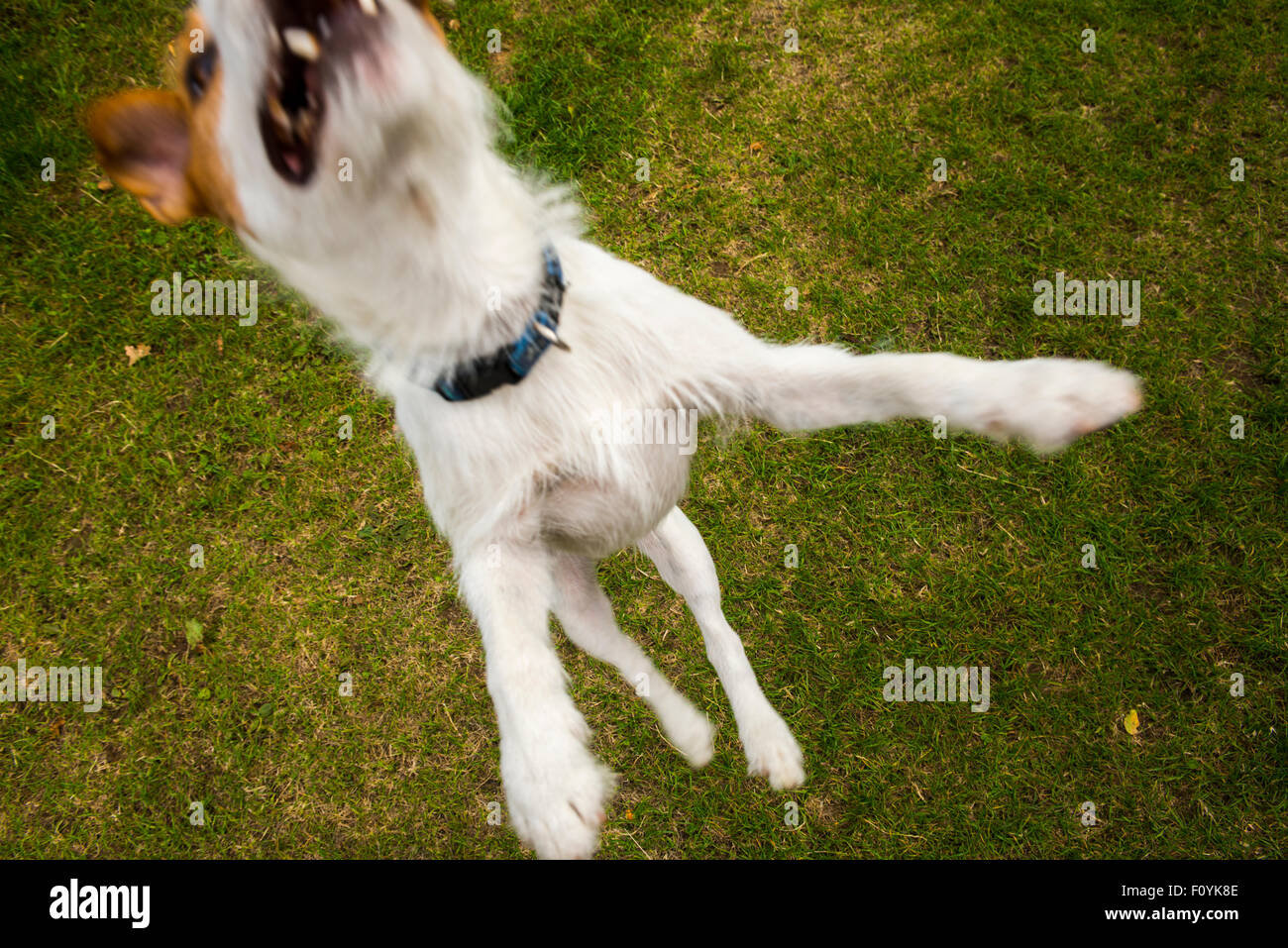 Jack Parson Russell Terrier puppy dog pet, tan rough coated, outdoors ...