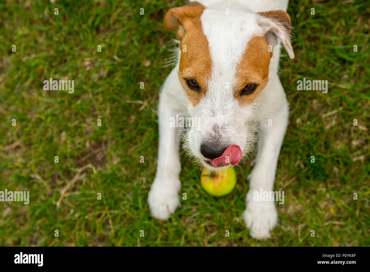 Jack Parson Russell Terrier puppy dog pet, tan rough coated, outdoors ...