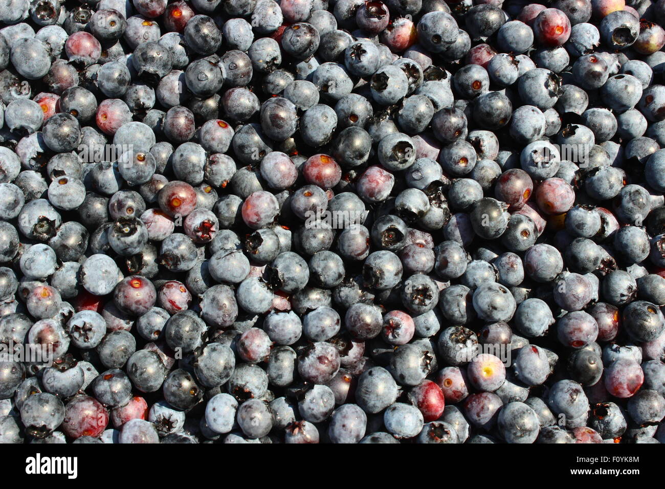 Swamp blueberries hi-res stock photography and images - Alamy