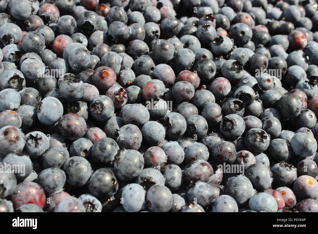 Full of blueberries Stock Photo - Alamy