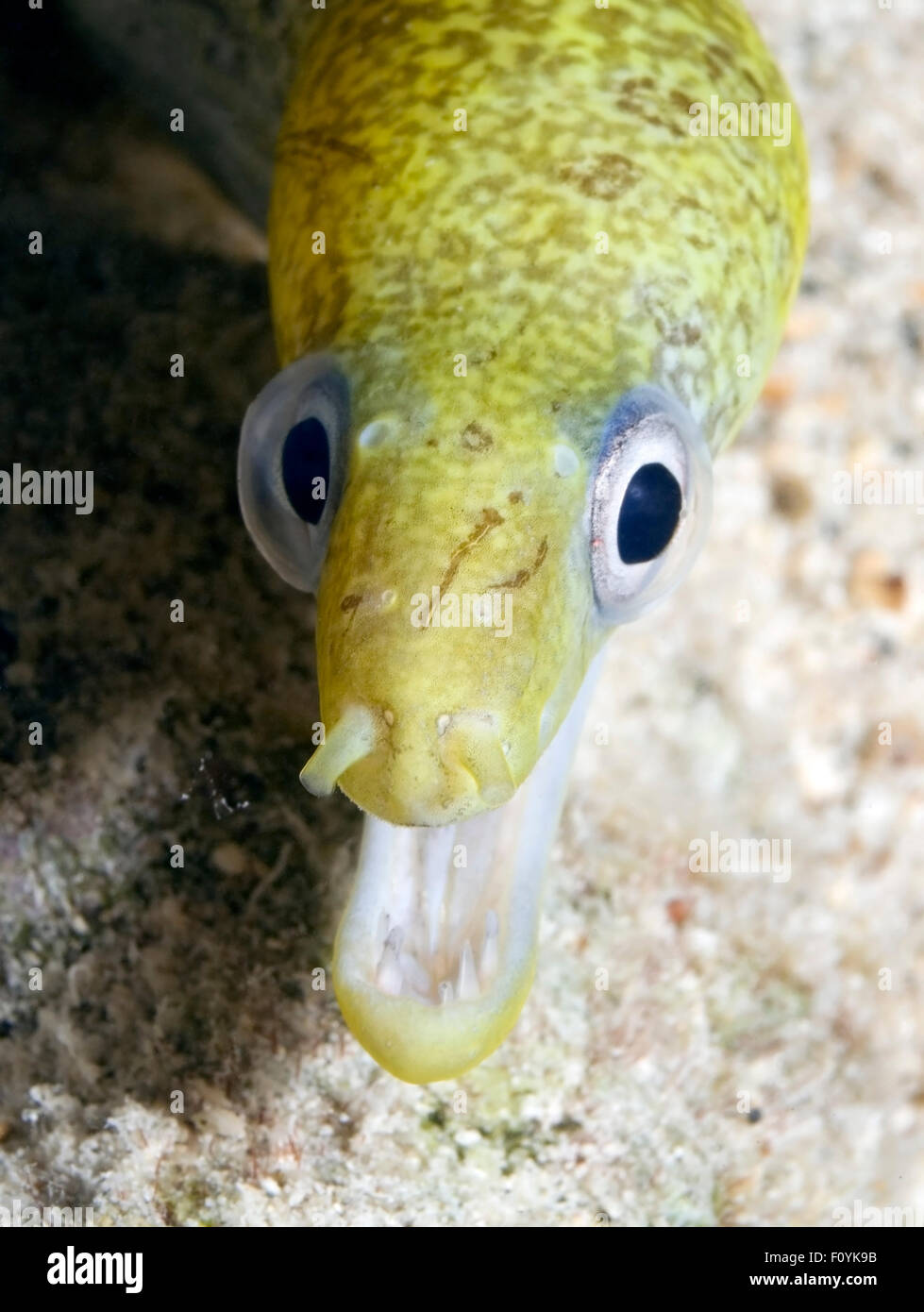 FACE CLOSE-UP VIEW OF MORAY EEL MOUTH OPEN Stock Photo - Alamy