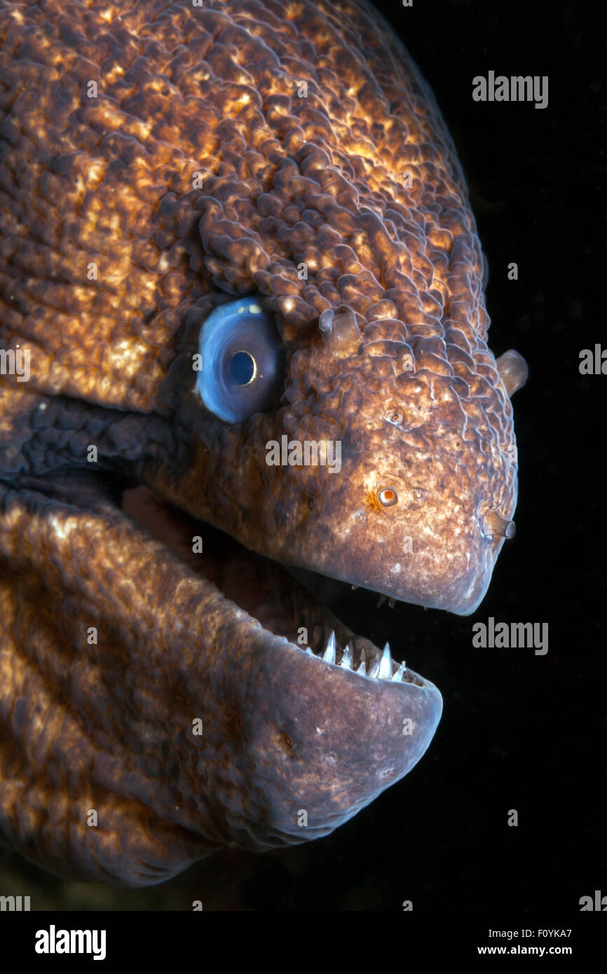 CLOSE-UP VIEW OF MORAY EEL MOUTH OPEN Stock Photo - Alamy