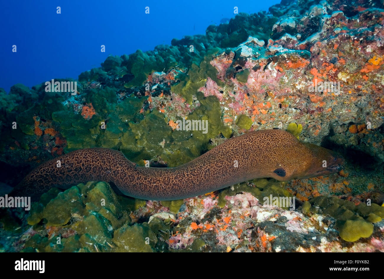 MORAY EEL SWIMMING IN FRONT OF CORAL REEF IN CLEAR WATER Stock Photo ...
