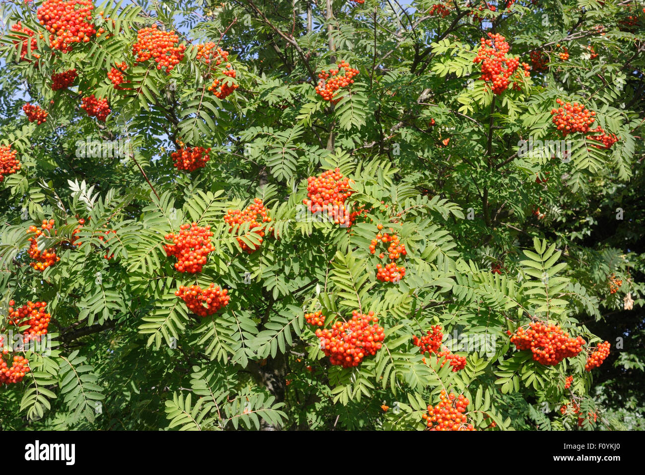 Mountain Ash / Rowan Tree with Red Berries - Sorbus aucuparia Stock ...