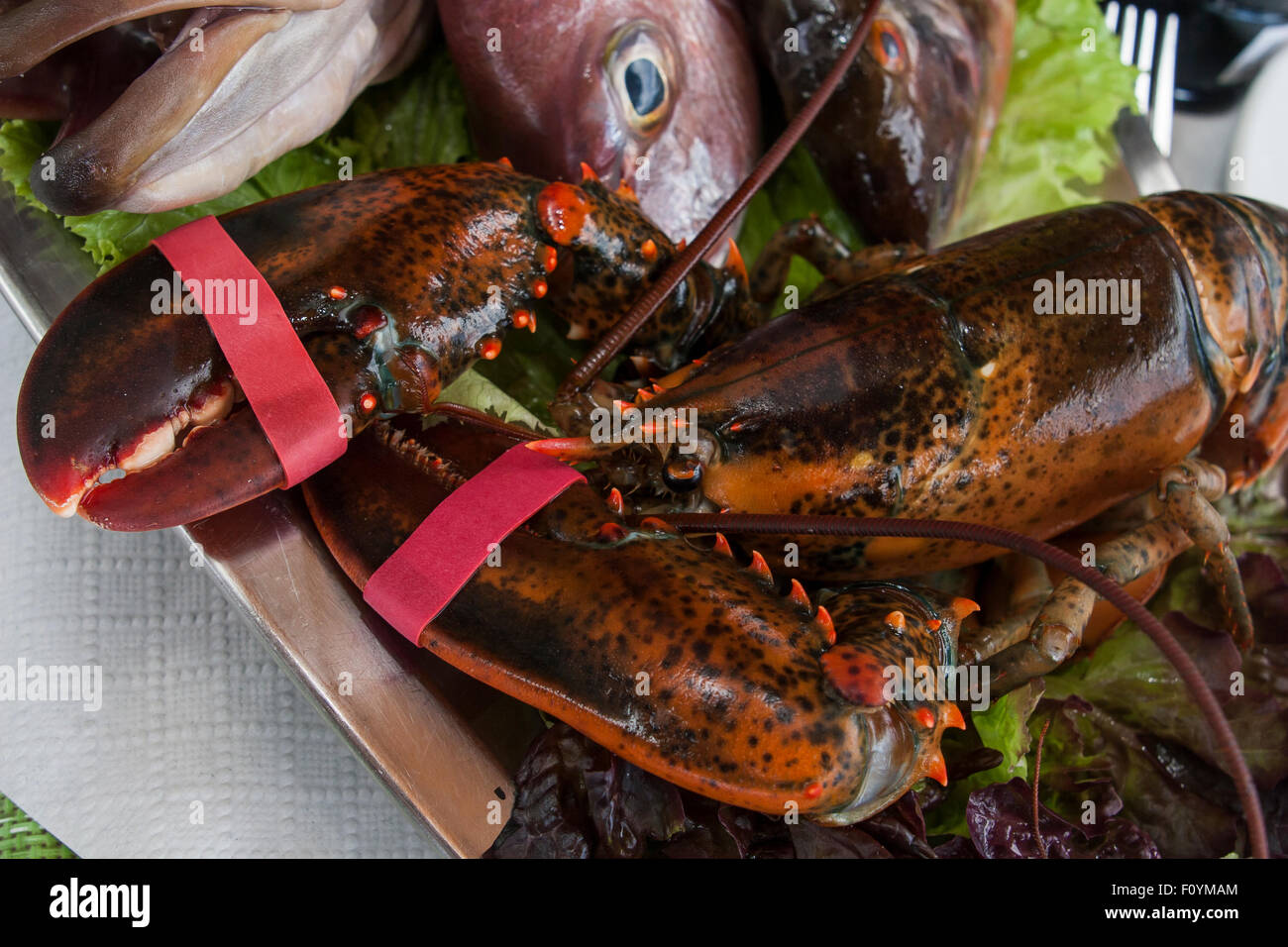 alive crab with strapped claws with fresh fish on metallic platter ...