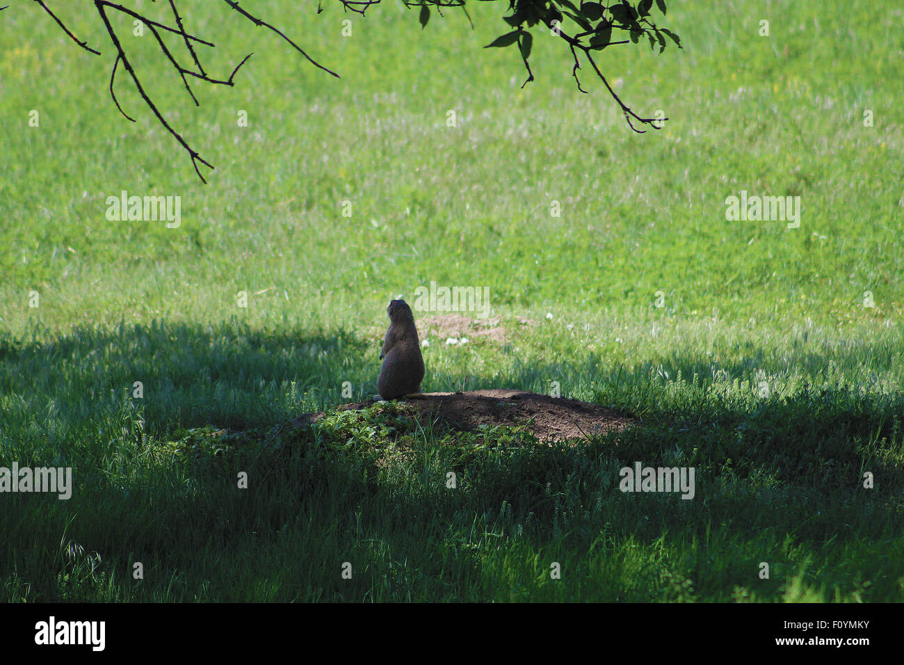 A Guarding Prairie Dog Stock Photo - Alamy