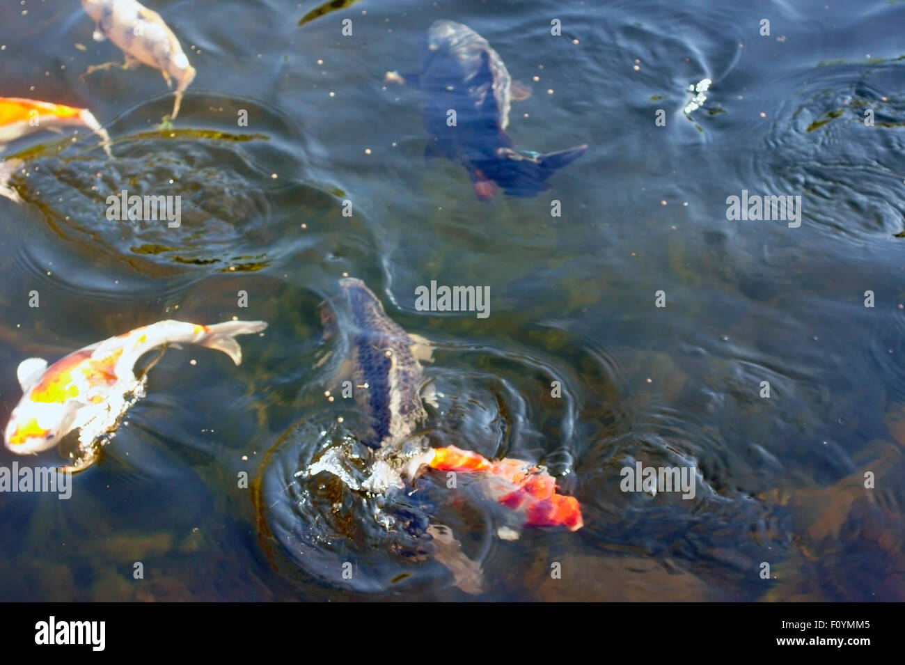 Koi karpfen hi-res stock photography and images - Alamy