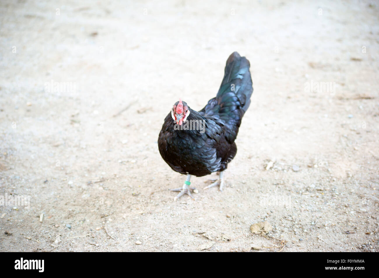 Strong chicken hi-res stock photography and images - Alamy