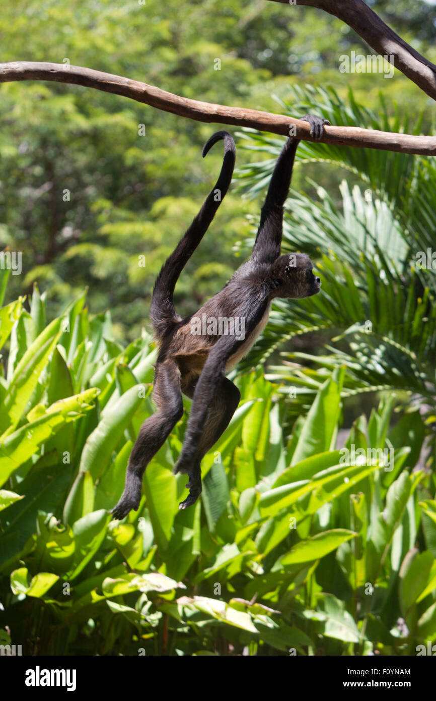 El Ocotal, Honduras. 23rd Aug, 2015. A spider monkey is seen at the ...