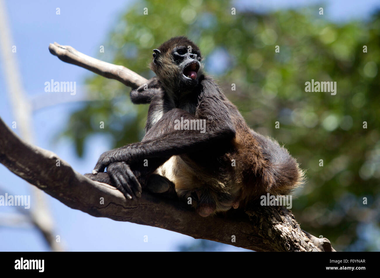 El Ocotal, Honduras. 23rd Aug, 2015. A spider monkey is seen at the ...