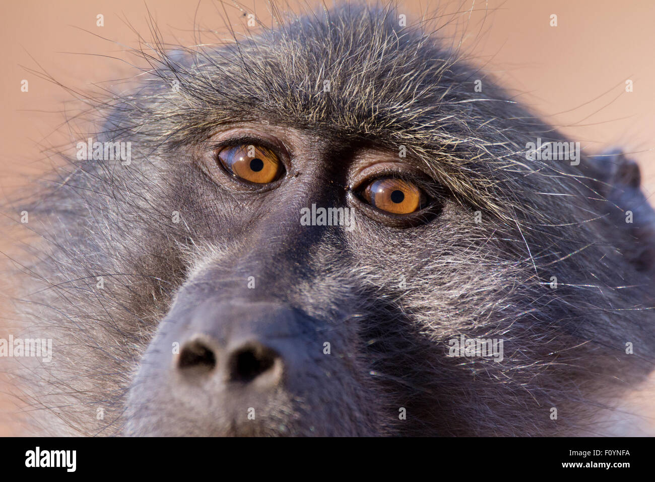 Baboon face hi-res stock photography and images - Alamy