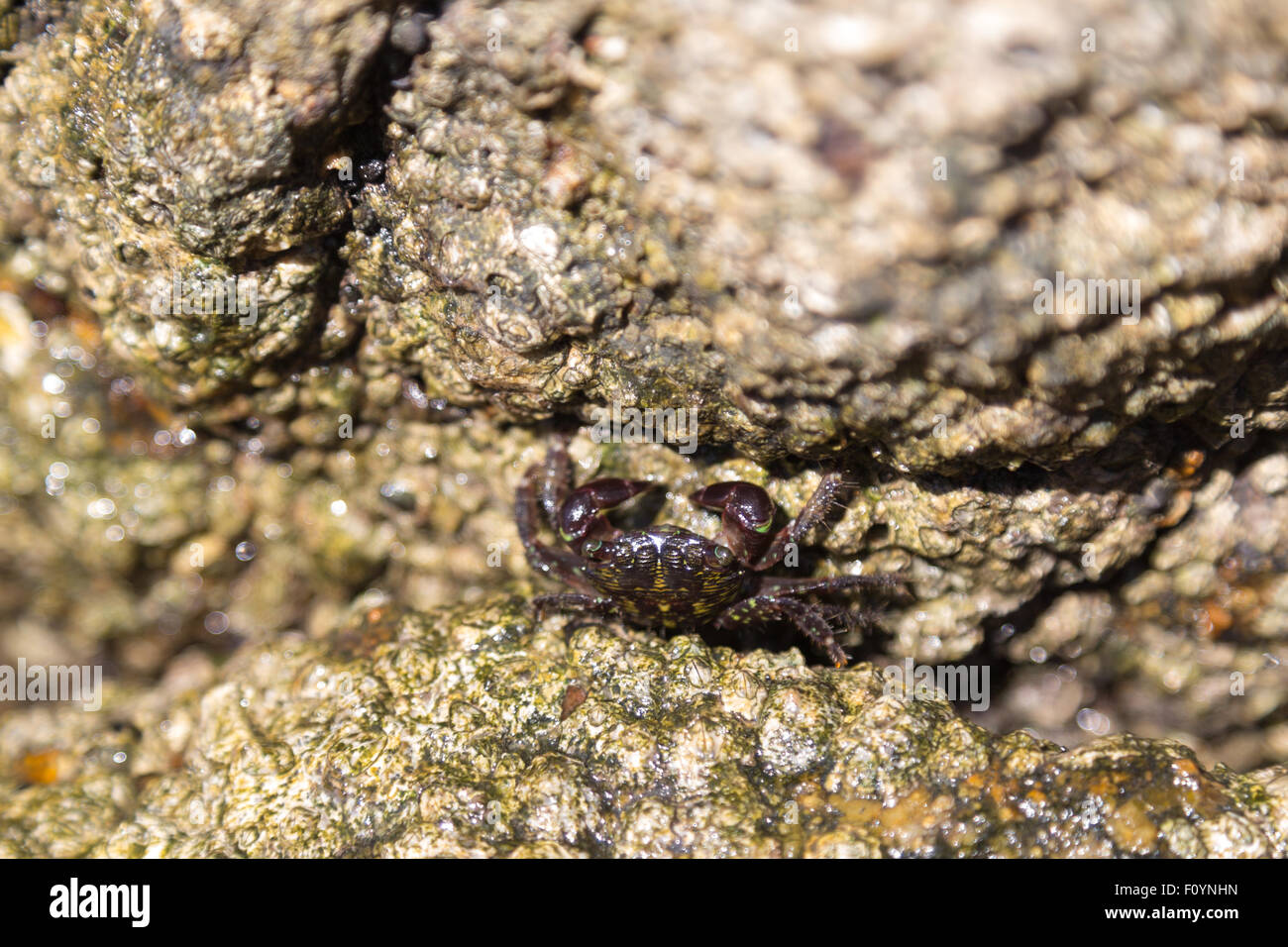 Pachygrapsus transversus hi-res stock photography and images - Alamy