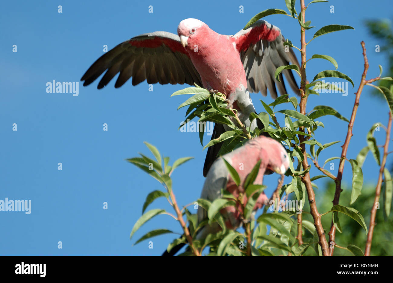 Galahs (Eolophus roseicapilla) also known as the rose-breasted ...
