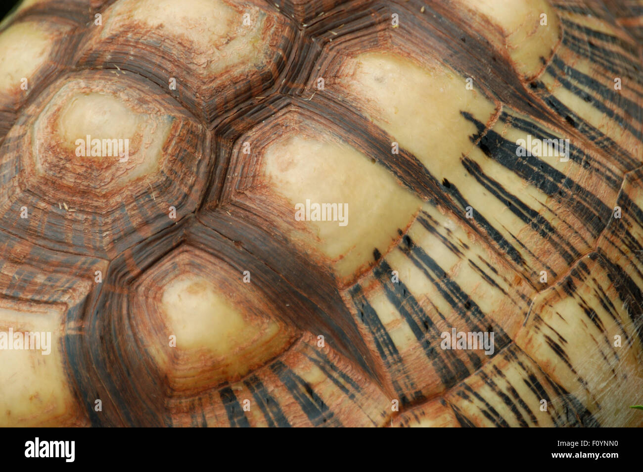 SHELL OF RADIATED TORTOISE (GEOCHELONE RADIATA) FROM MADAGASCAR Stock ...