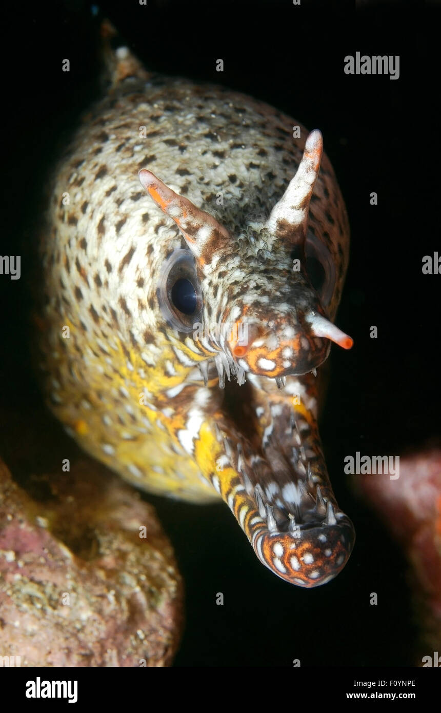 CLOSE-UP FACE VIEW OF MORAY EEL IN HER HOLE Stock Photo - Alamy