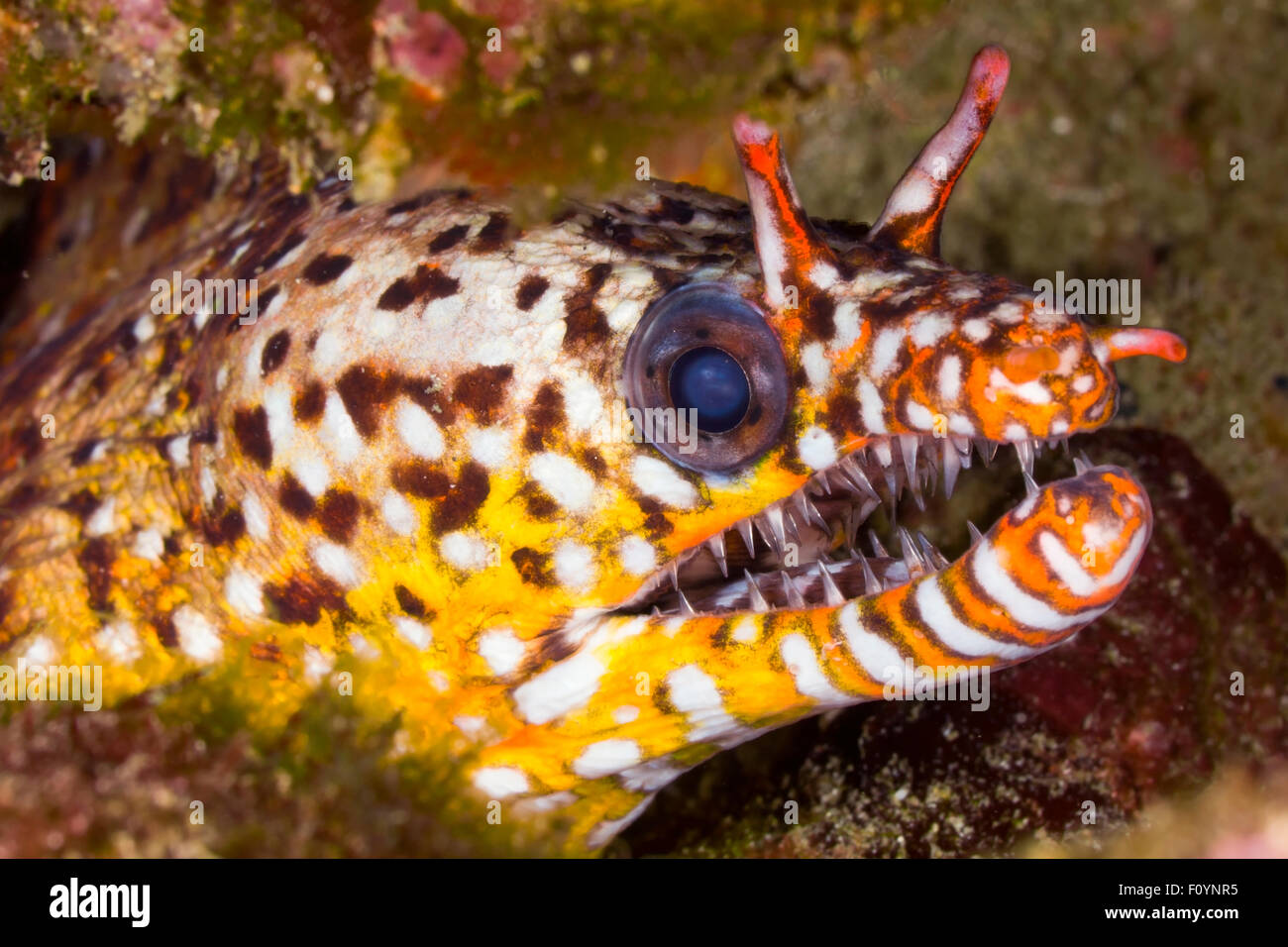 CLOSE-UP FACE VIEW OF VERY COLORED MORAY EEL Stock Photo - Alamy