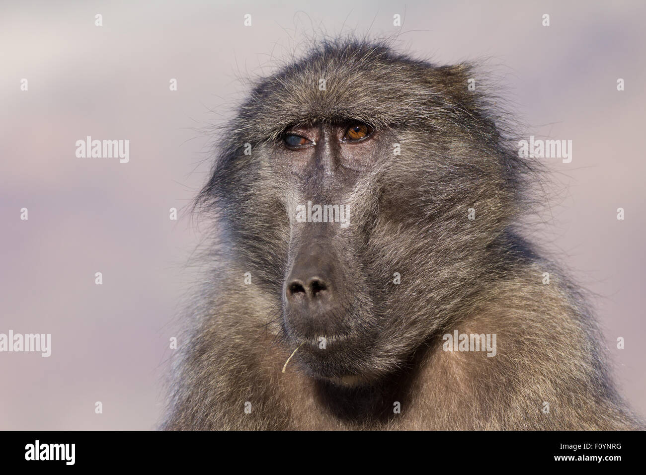 Old baboon hi-res stock photography and images - Alamy