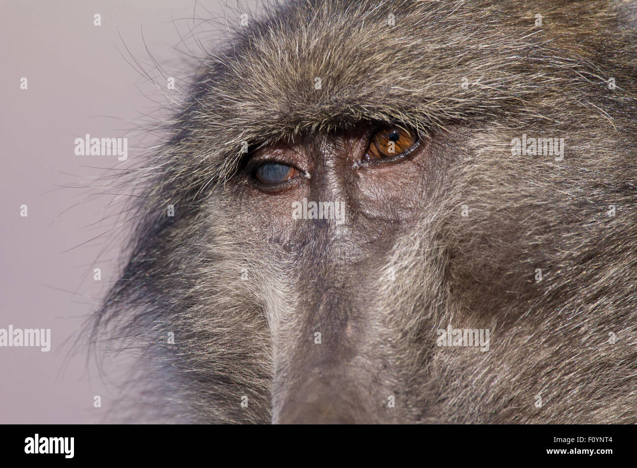 Old baboon hi-res stock photography and images - Alamy