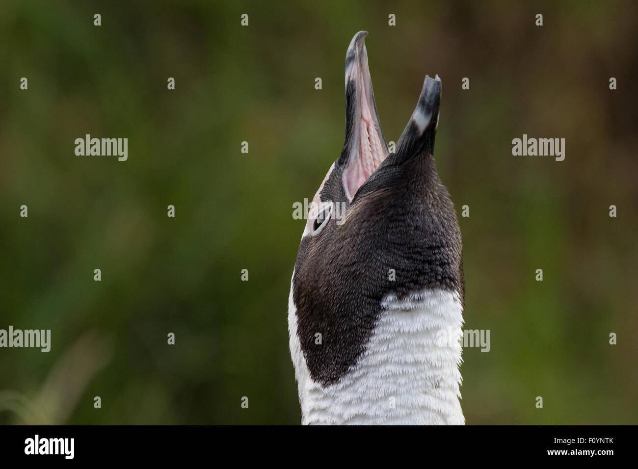 African penguin calling Stock Photo - Alamy
