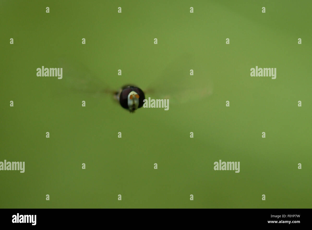 Australian hoverflies australian insect hi-res stock photography and ...