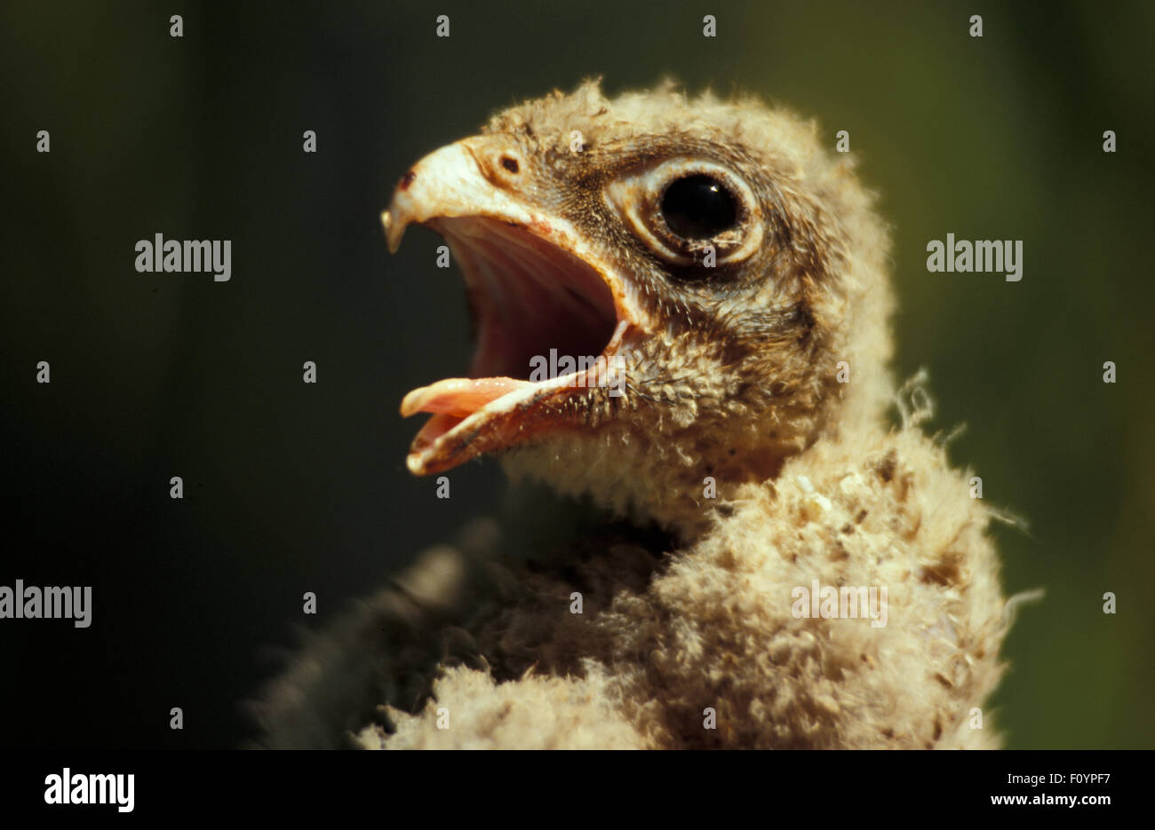 Head shot of an Australian Wedge-tailed eagle chick (Aquila audax ...