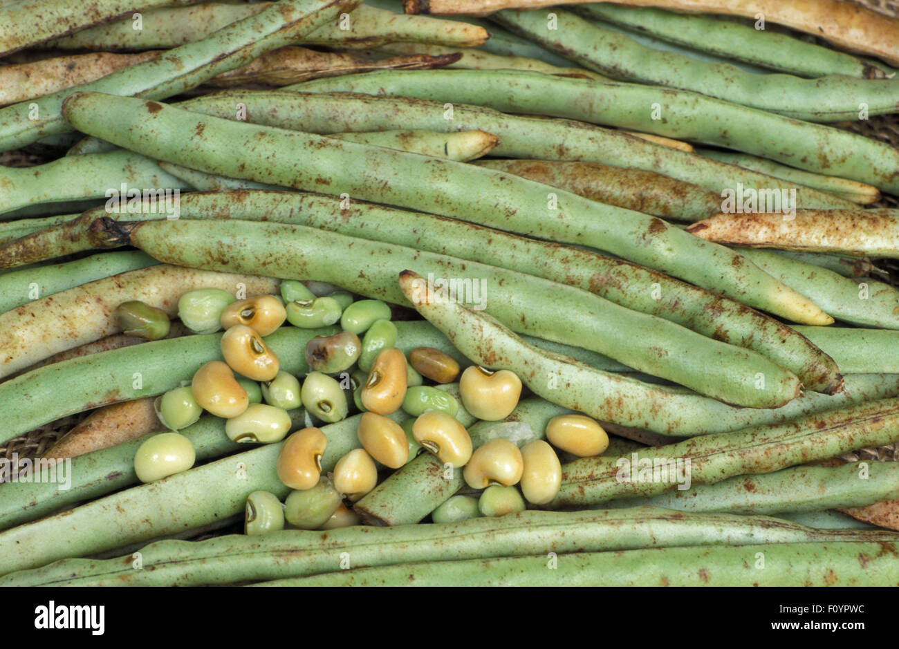 RICE BEAN PODS (VIGNA UMBELLATA Stock Photo - Alamy