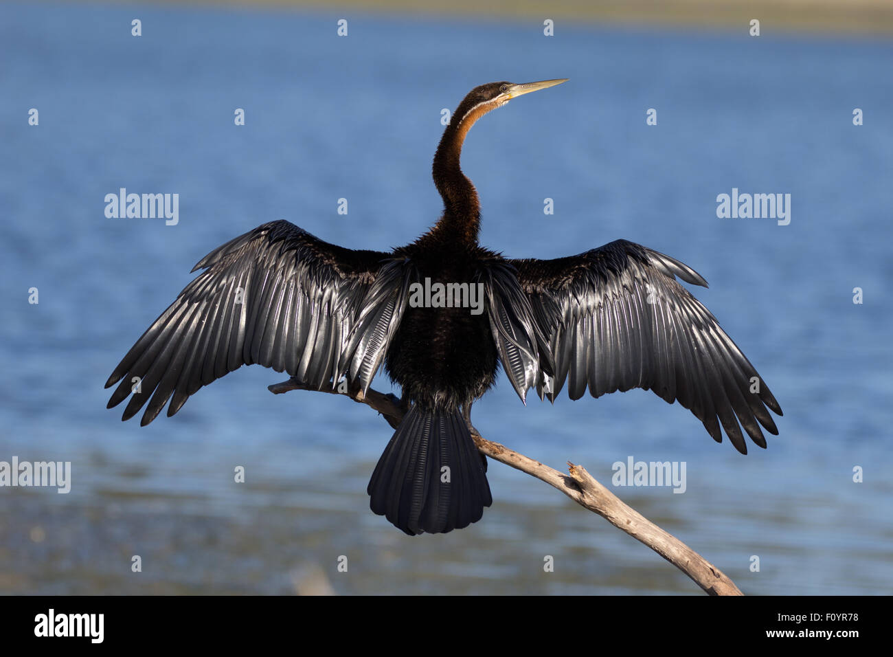 African darter hi-res stock photography and images - Alamy