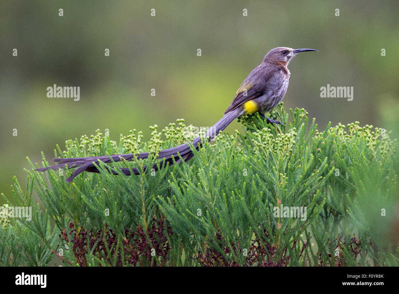 South african sugarbird hi-res stock photography and images - Alamy