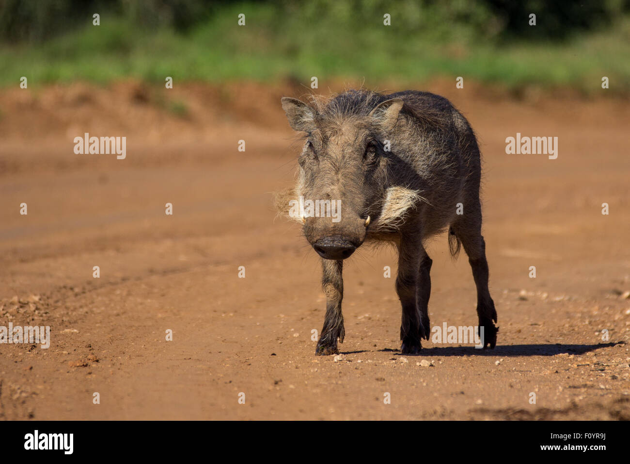 Warthog walking on raod Stock Photo - Alamy