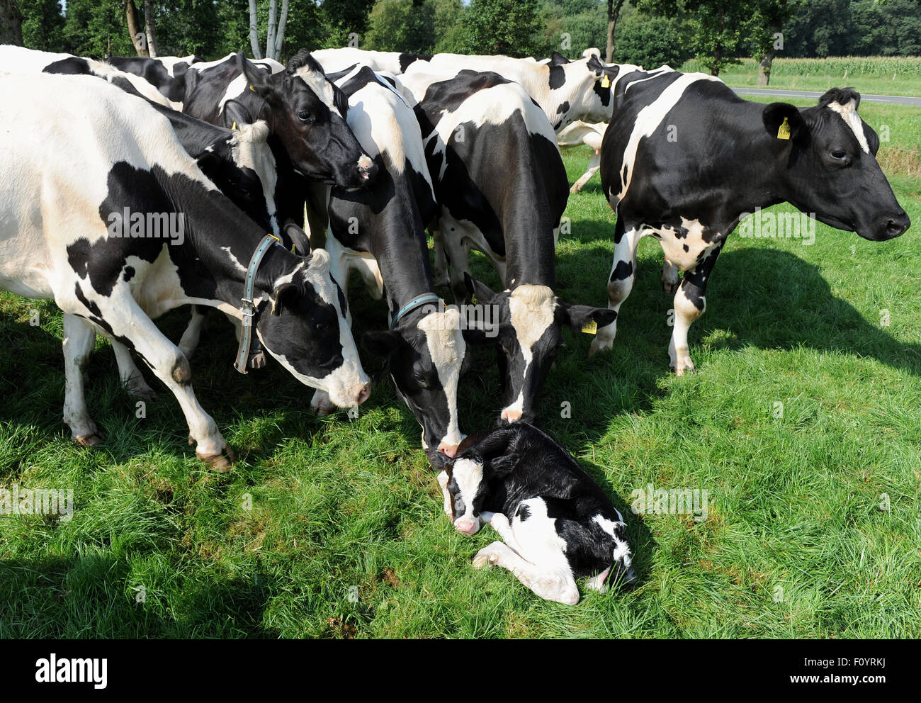 Hesel, Germany. 20th Aug, 2015. Cows with their distinctive maternal ...