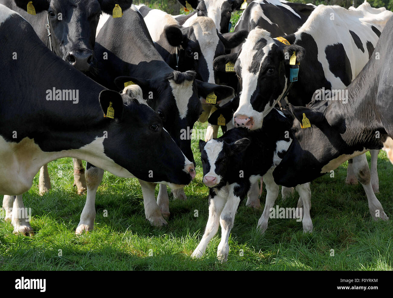 Calf Being Born Stock Photos & Calf Being Born Stock Images - Alamy