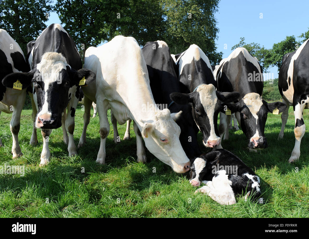 Hesel, Germany. 20th Aug, 2015. Cows with their distinctive maternal ...