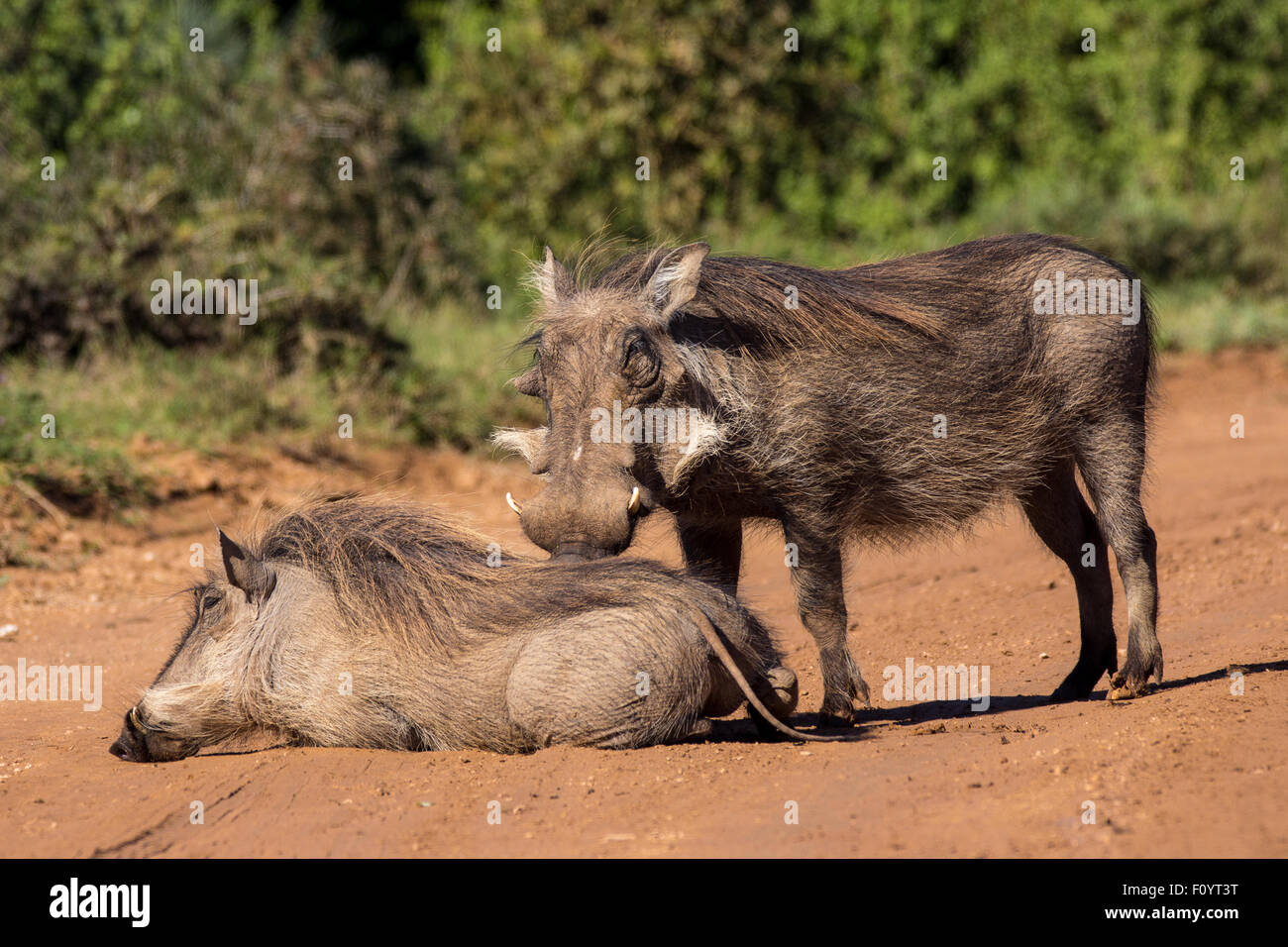 Couple fauna hi-res stock photography and images - Alamy