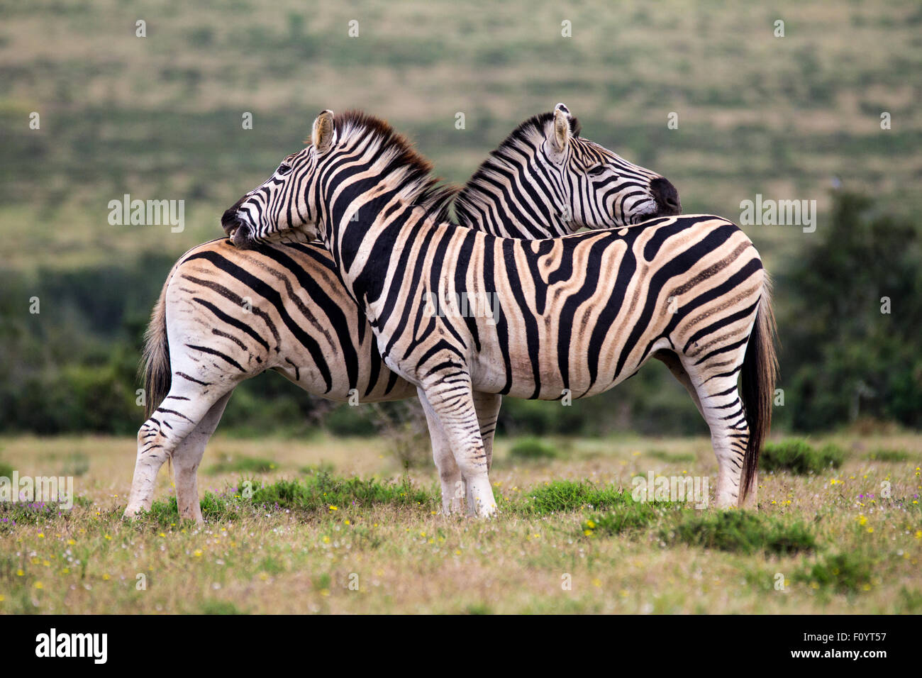 Two zebras grooming Stock Photo - Alamy