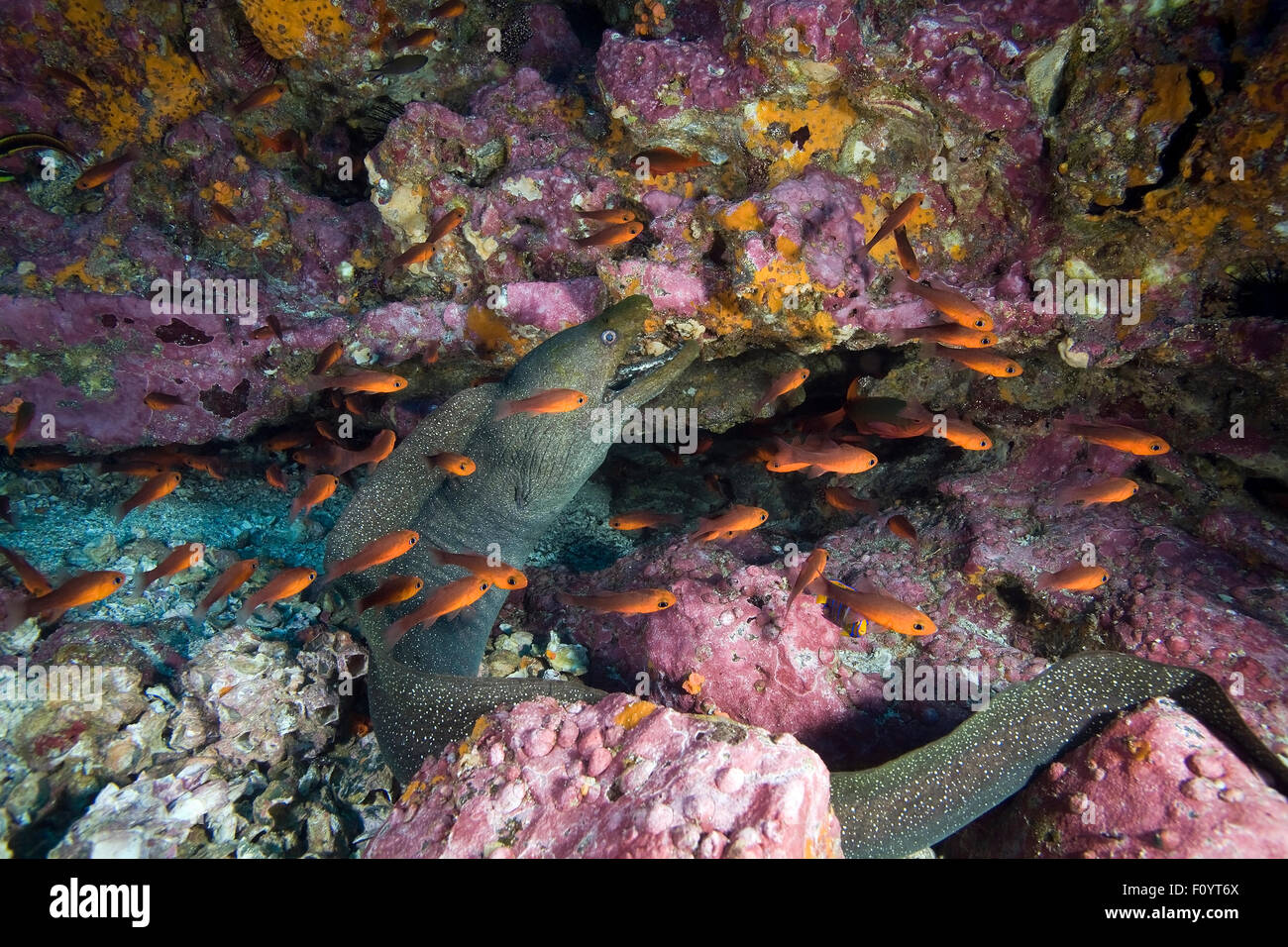 MORAY EEL SWIMMING IN CORAL REEF AROUND SMALL RED FISH Stock Photo - Alamy